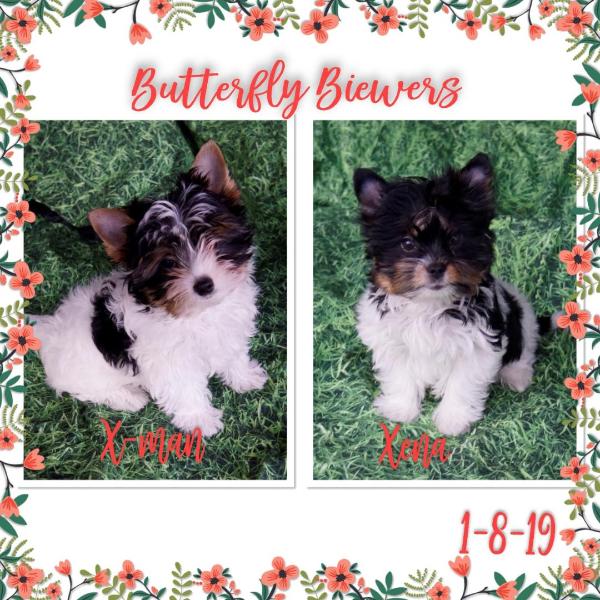 Butterfly Biewers - Available Biewer Puppies (Texas)